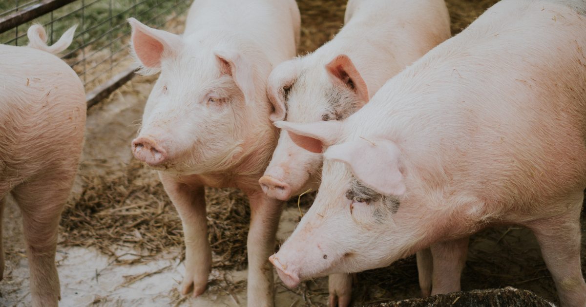Queensland Piggery Farms - Ag Energy Hub