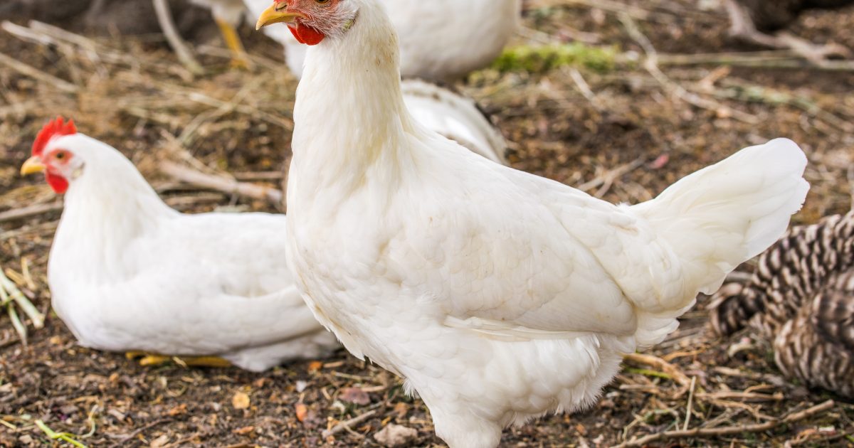 Lockyer Valley Chicken Farm - Ag Energy Hub