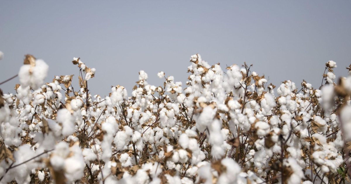 Brookstead Cotton Farm - Ag Energy Hub
