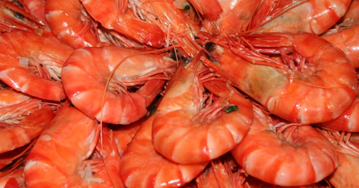 Central Queensland Prawn Farm - Ag Energy Hub
